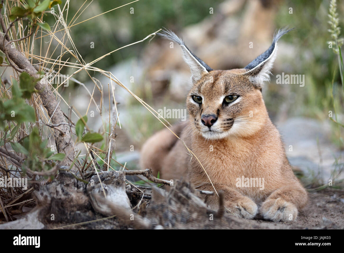 Caracal lying on the ground and relaxing, Namibia Stock Photo - Alamy