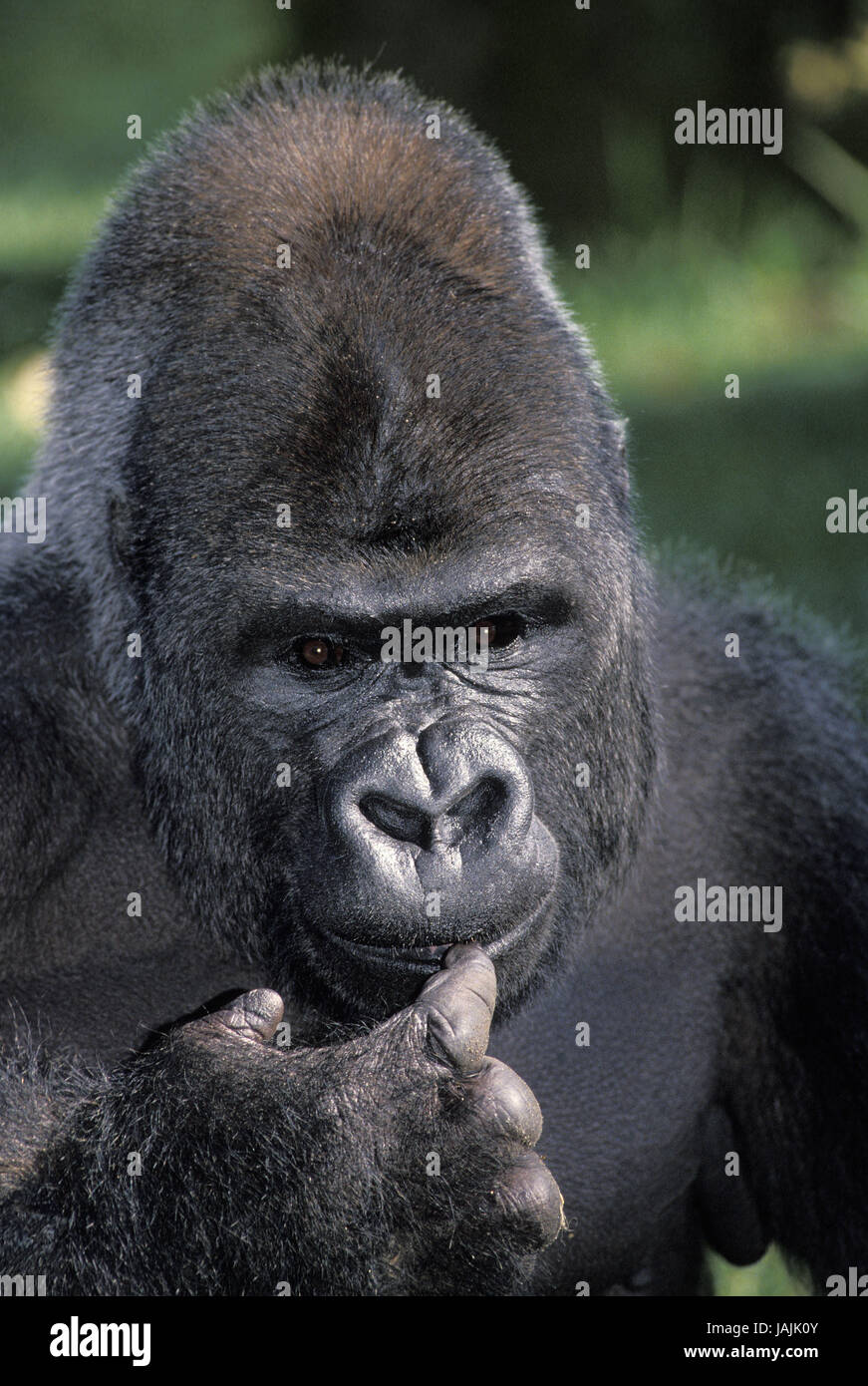 Eastern plain gorilla or grey gorilla,gorilla gorilla graueri,little ...