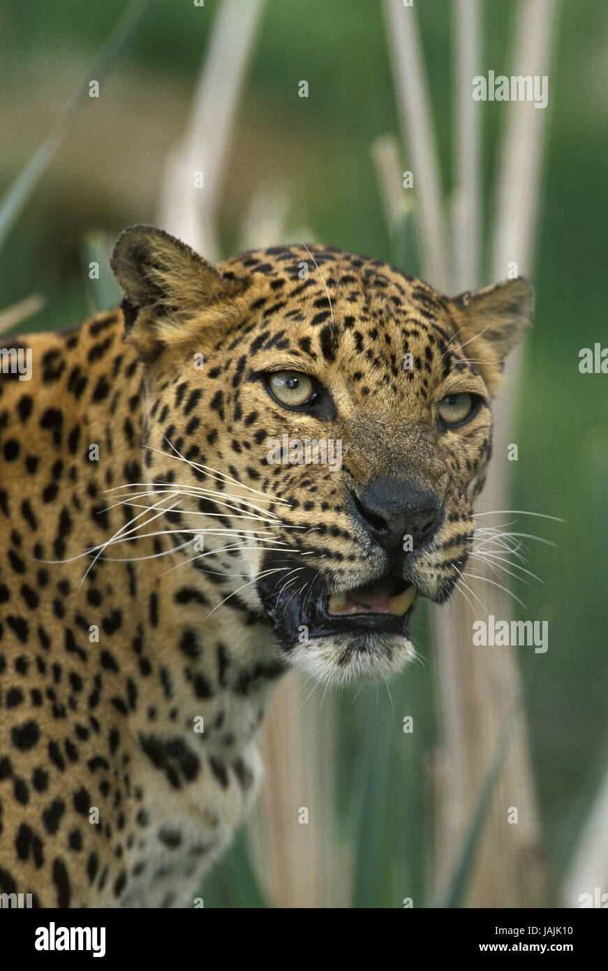 African leopard portrait hi-res stock photography and images - Alamy