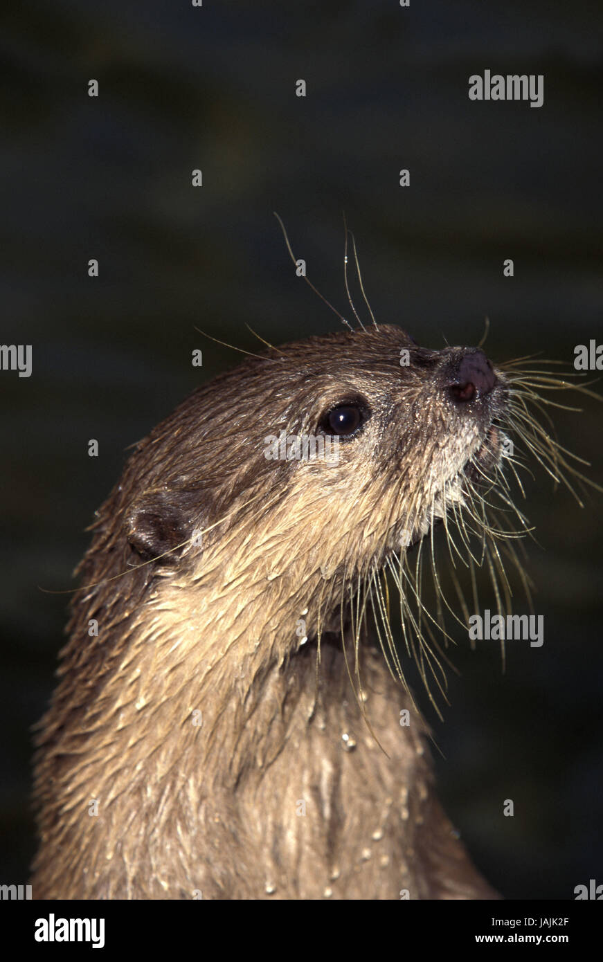 Indian short claw viper or dwarfs viper hi-res stock photography and ...
