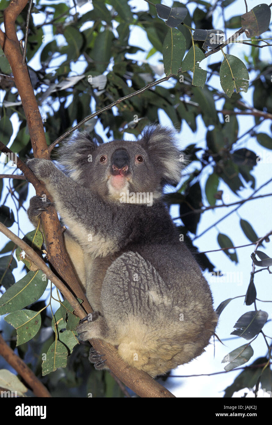 Phascolarctidae phascolarctos hi-res stock photography and images - Alamy