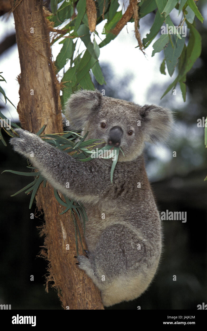 Eucalyptus animal world hi-res stock photography and images - Alamy