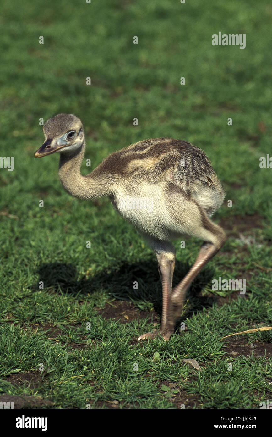 Rhea with chicks hi-res stock photography and images - Alamy