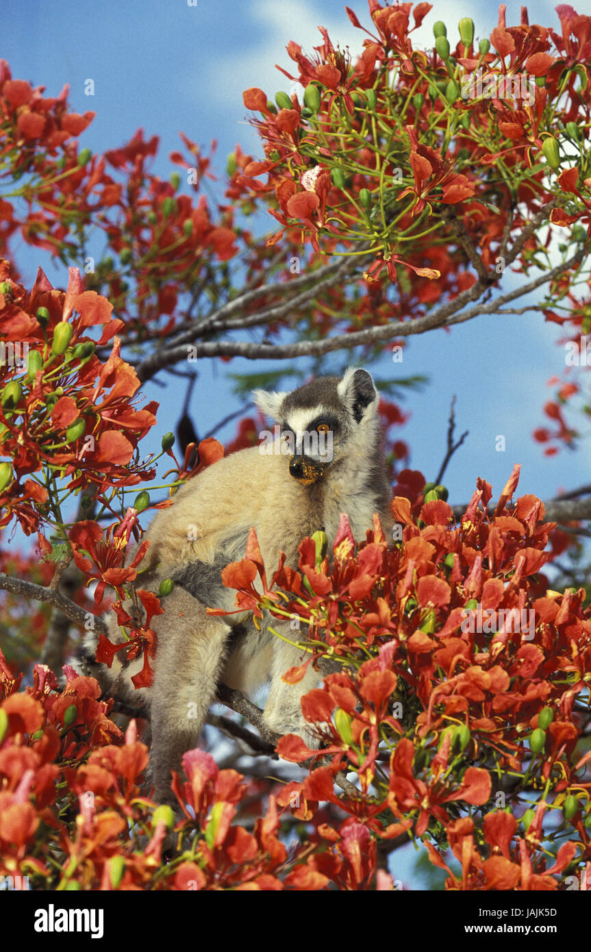 Katta,Lemur catta,flame tree,delonix regia,Madagascar Stock Photo - Alamy
