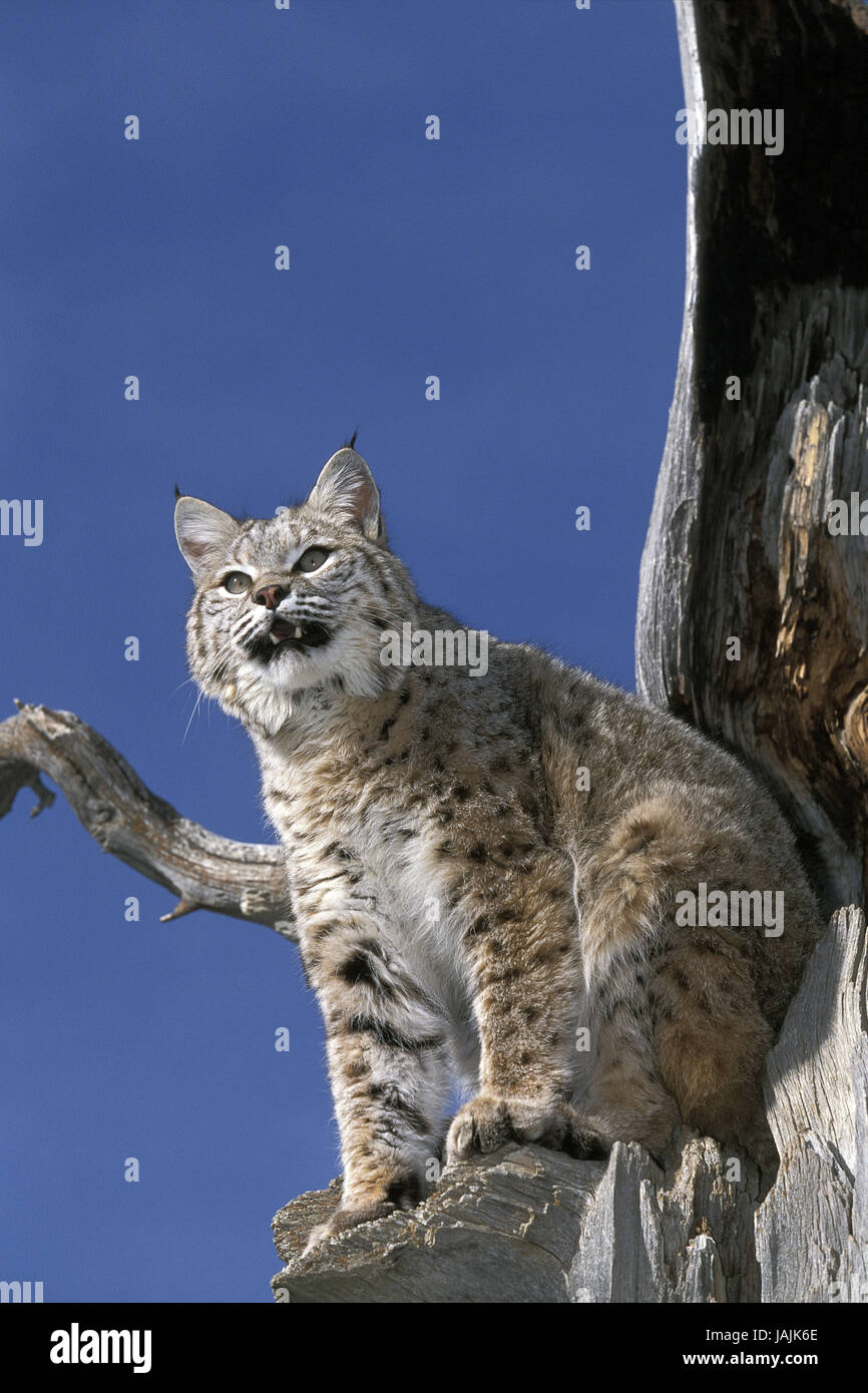 Look out for animals hi-res stock photography and images - Alamy