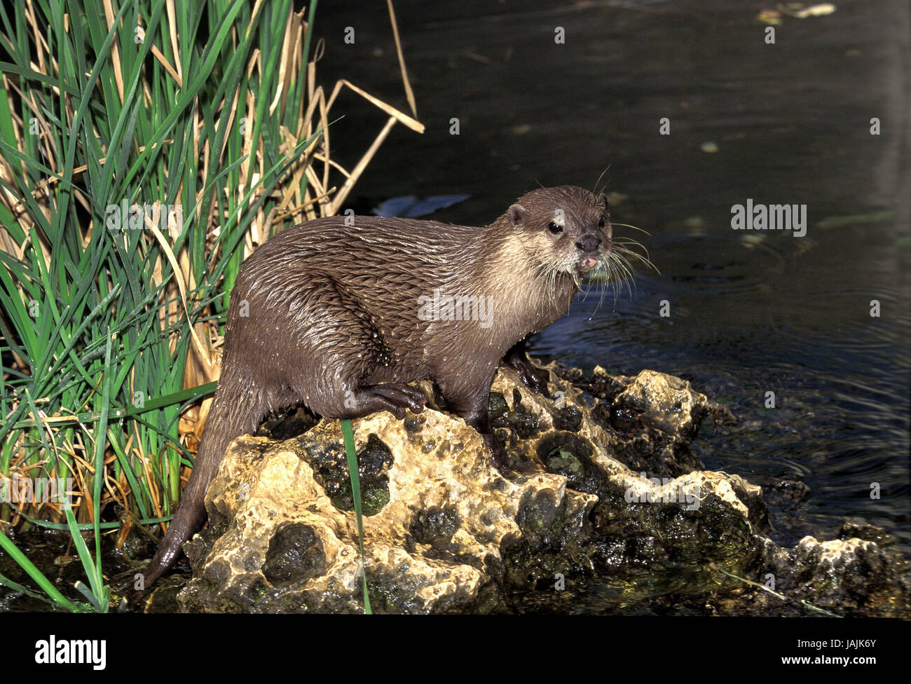 Dwarf's viper,Aonyx cinerea,stone,water Stock Photo - Alamy