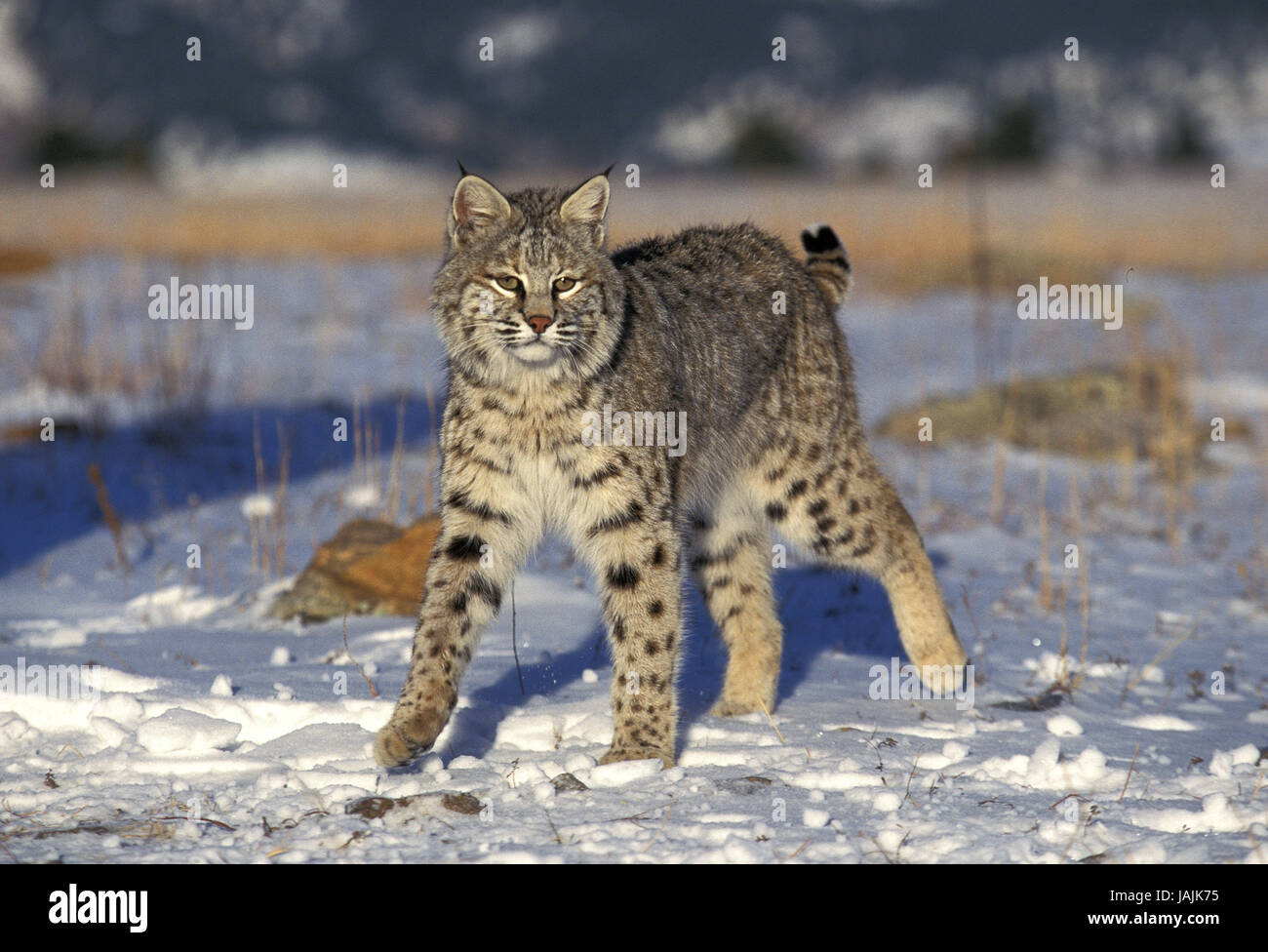 Red lynx,Lynx rufus,snow,Canada Stock Photo - Alamy