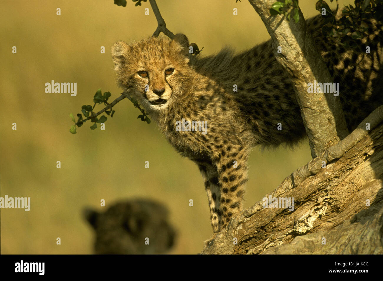 Cheetah,Acinonyx jubatus,young animal,tree,Kenya Stock Photo - Alamy
