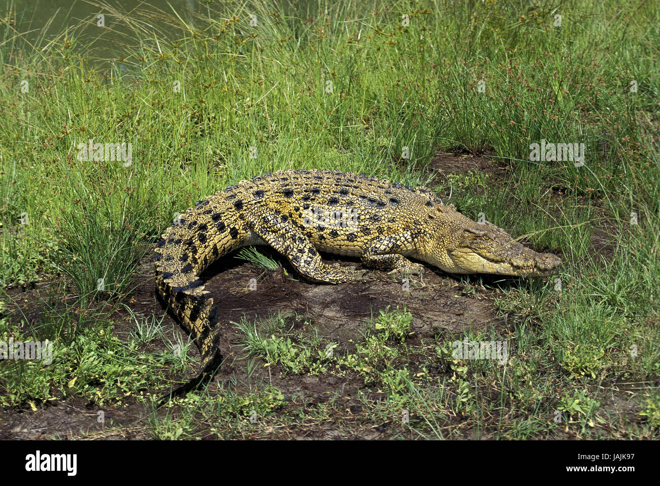 Bar crocodile or saltwater crocodile,Crocodylus porosus Stock Photo - Alamy