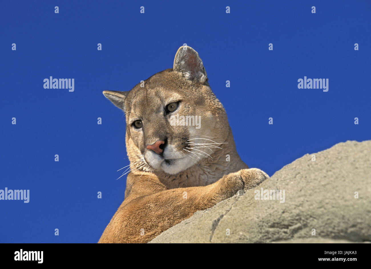 Puma concolor concolor hi-res stock photography and images - Alamy