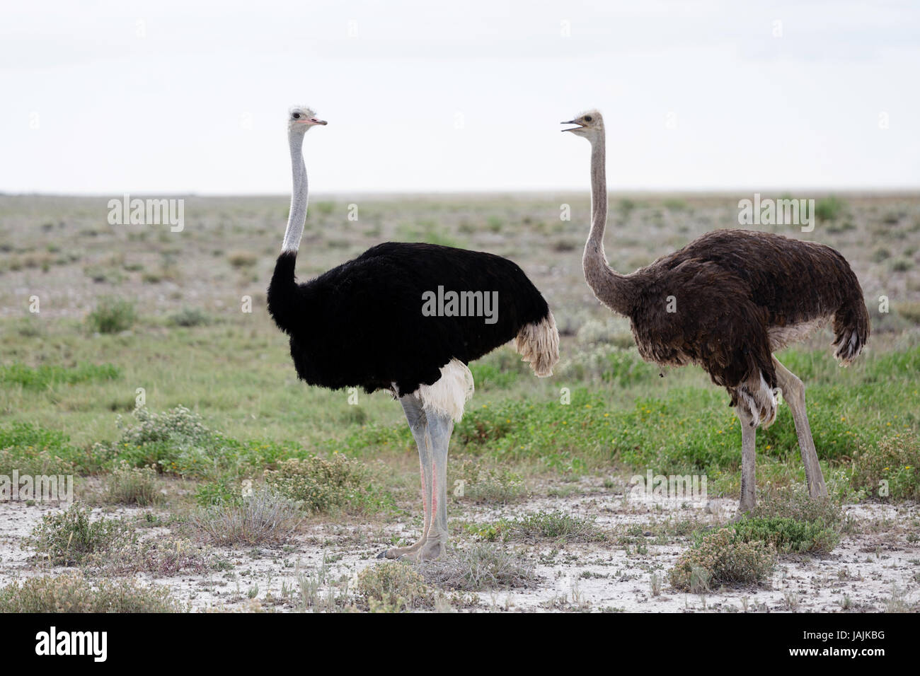 Two ostriches in Etosha NP, Namibia Stock Photo - Alamy