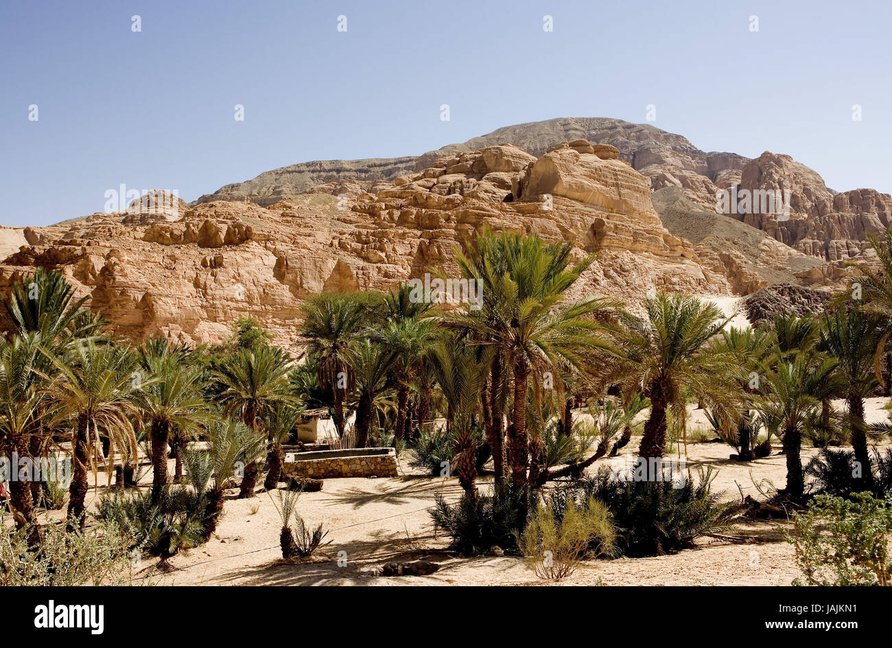 Egypt,Sinai,desert Sinai,area of Nuweiba,oasis Ain Khudra Stock Photo ...