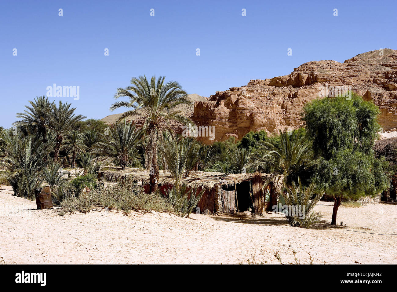 Egypt,Sinai,desert Sinai,area of Nuweiba,oasis Ain Khudra Stock Photo ...