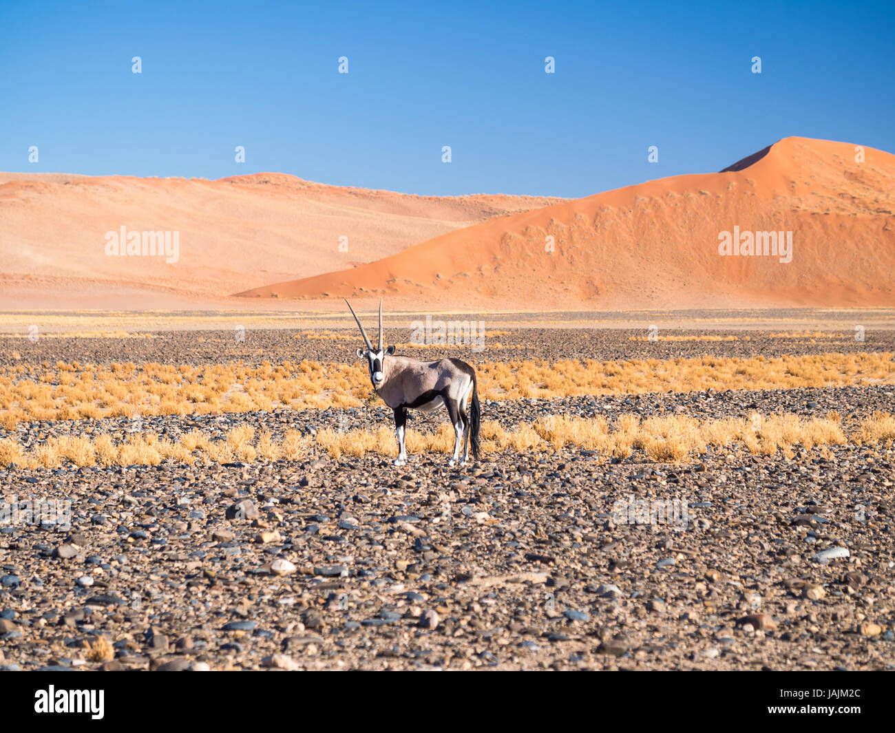 Gazelles in africa hi-res stock photography and images - Alamy