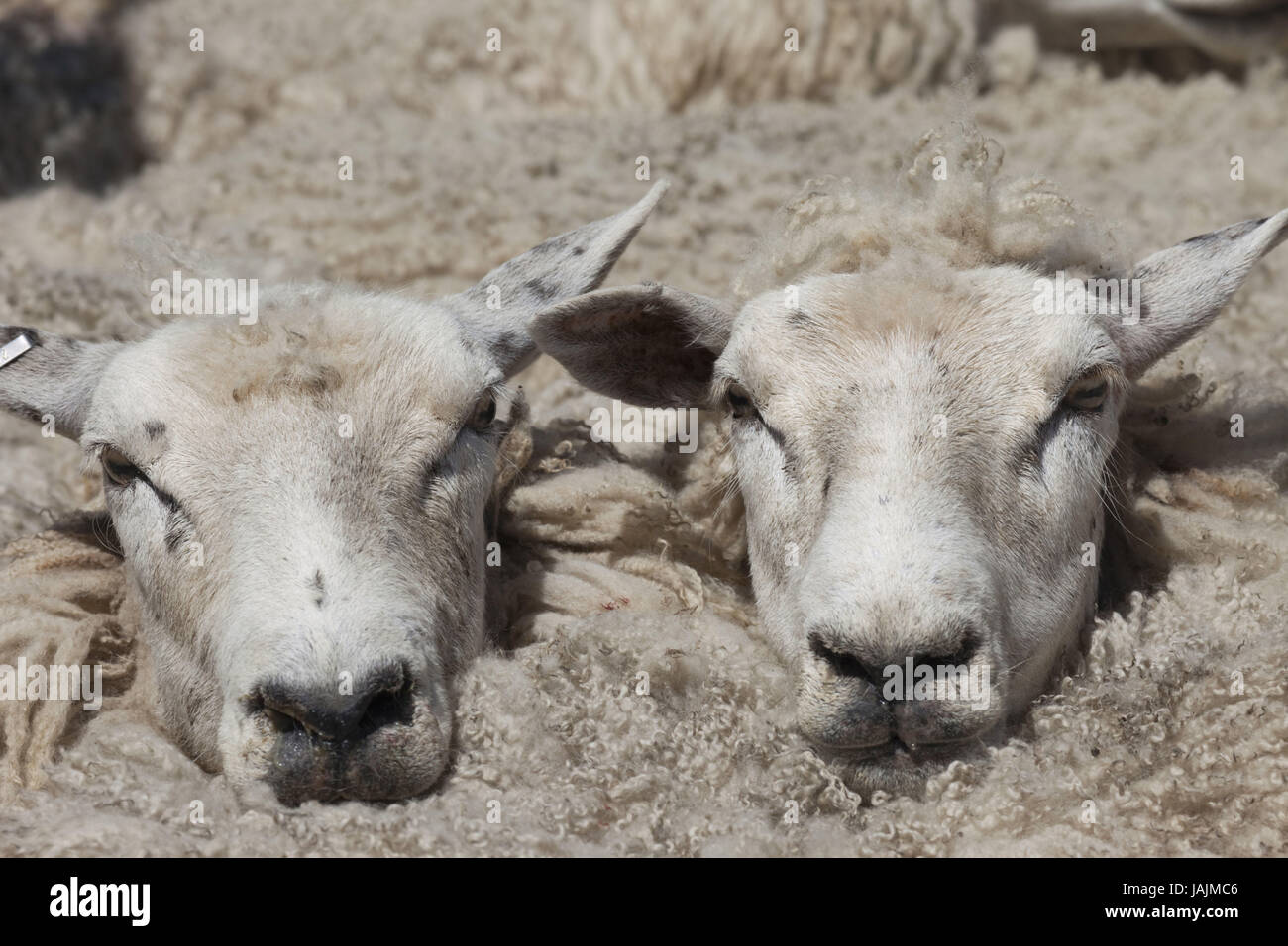 Sheep with two heads hi-res stock photography and images - Alamy