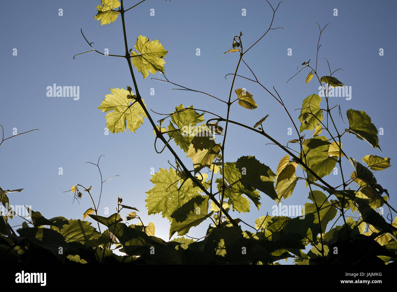 Plant instincts hi-res stock photography and images - Alamy