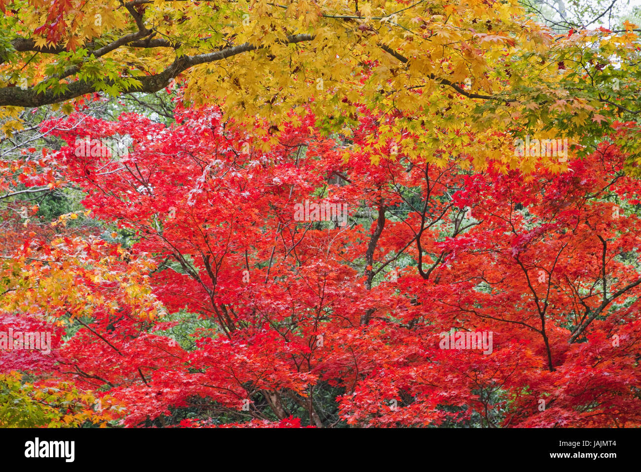 Japan,Miyajima island,Omoto park,trees,autumn foliage Stock Photo - Alamy