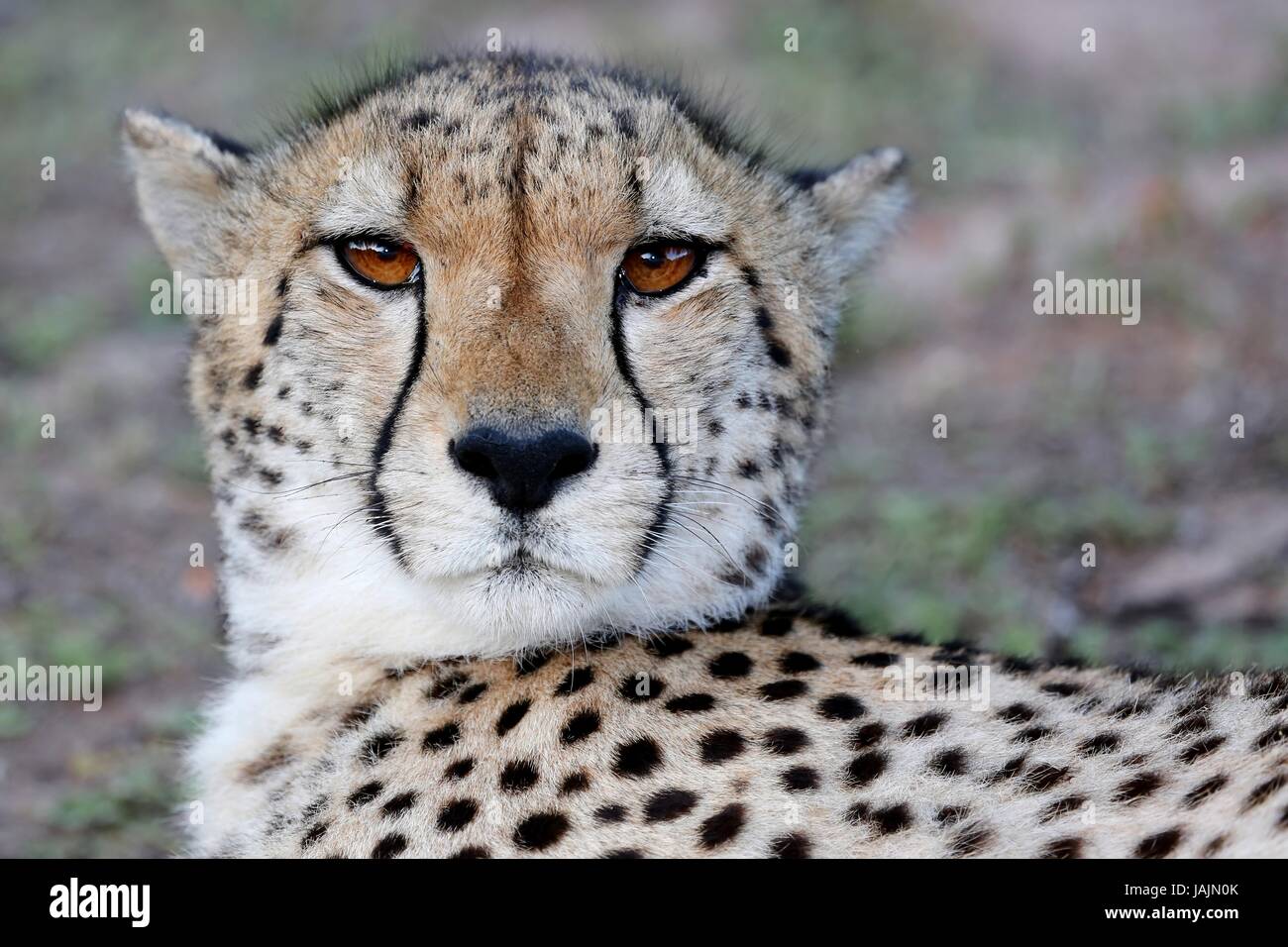 Portrait of a wild Cheetah cat with beautiful brown eyes Stock Photo ...