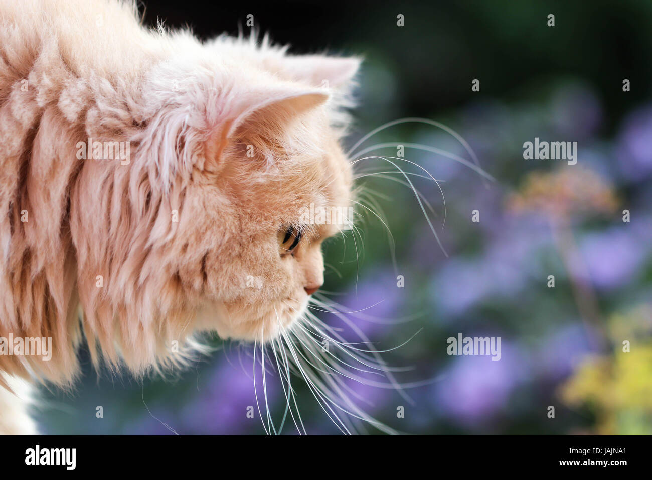 Britisch Langhaar Highlander High Resolution Stock Photography and ...