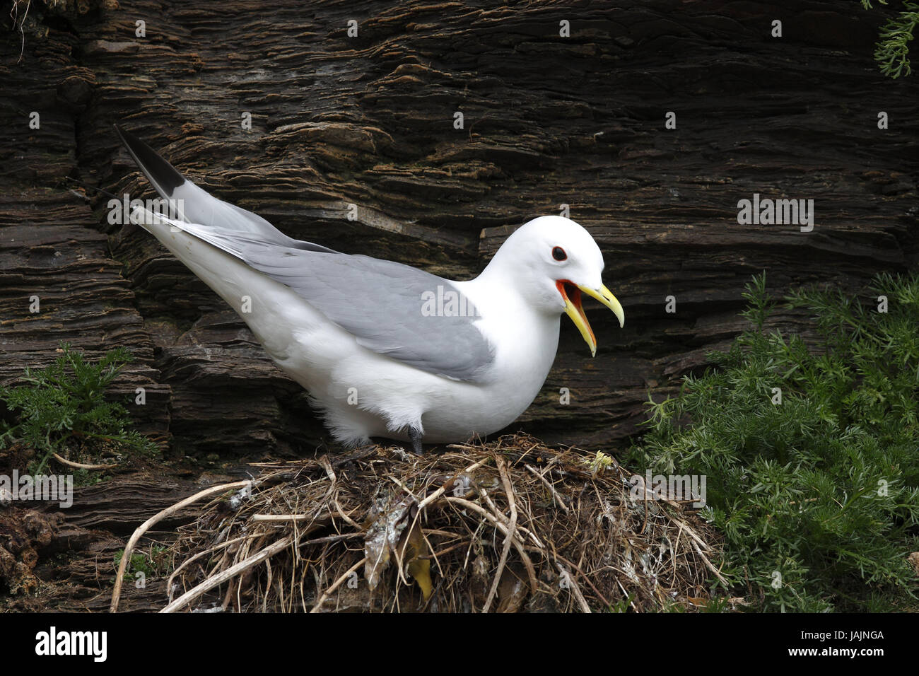 3 toe gull,nest,Lautgebung,Ekkeroy,Varanger,Finnmark,Norway,gull,animal ...