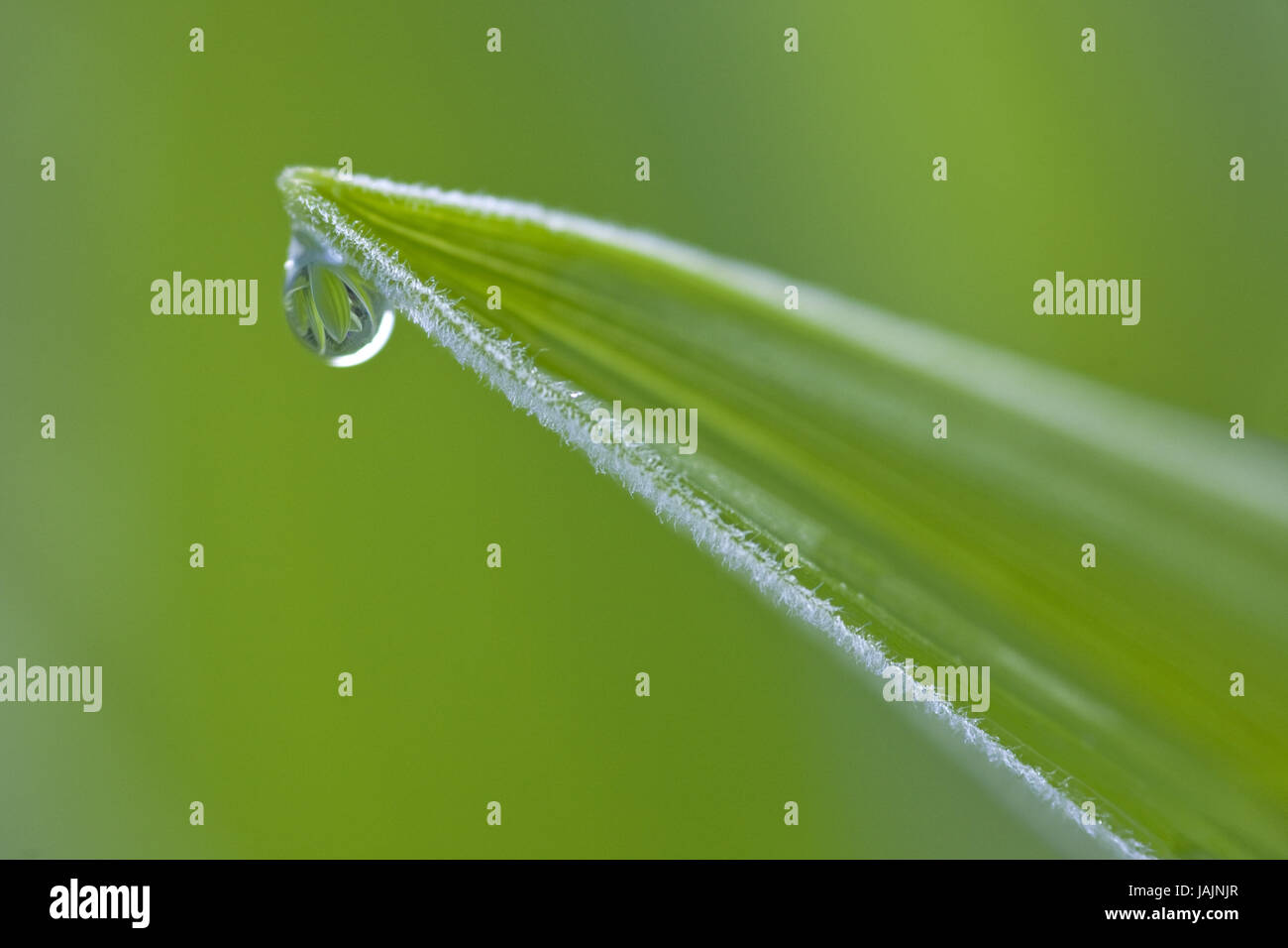 Leaves,drop of water,close up Stock Photo - Alamy