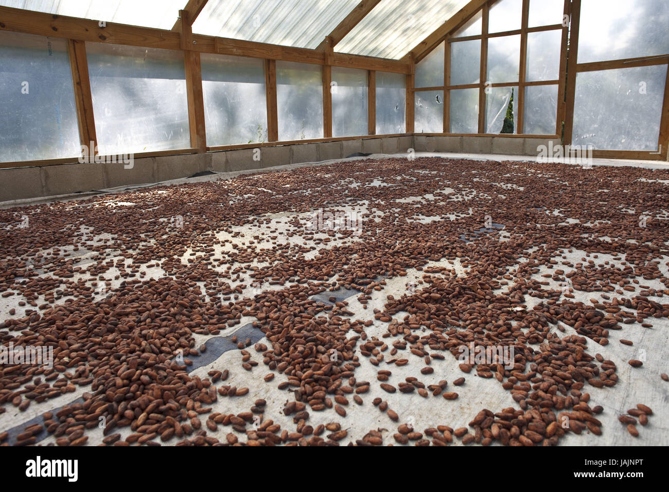 Belize,San Jose,cocoa,Maya,beans,dry,Fairly Trade Stock Photo - Alamy