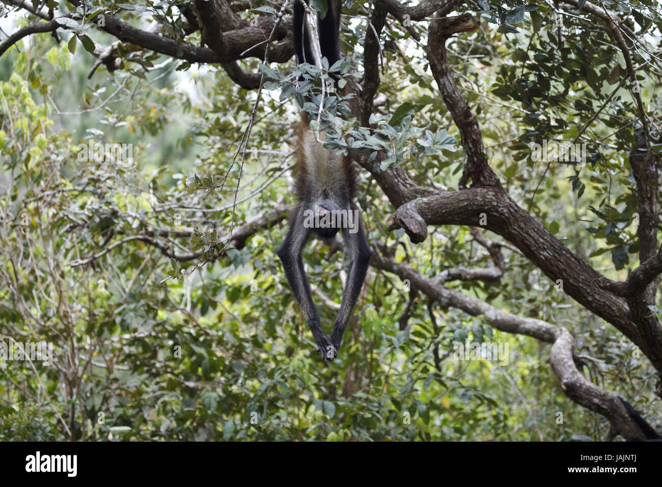 Fauna symbol hi-res stock photography and images - Alamy