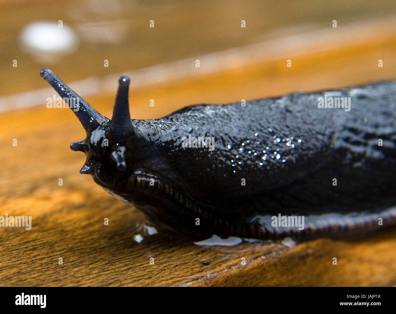 Black snail hi-res stock photography and images - Alamy