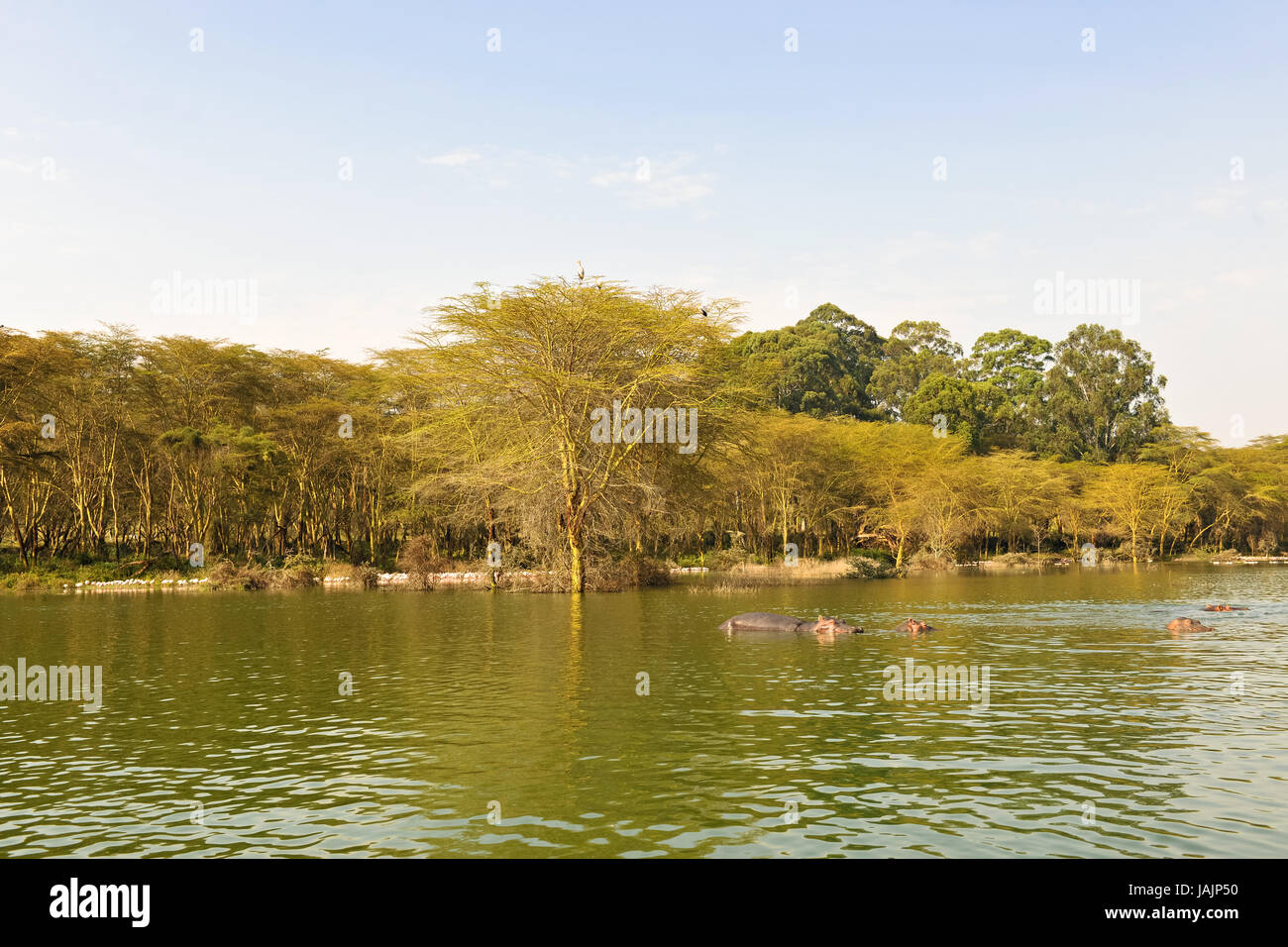 Hippo bird mouth hi-res stock photography and images - Alamy