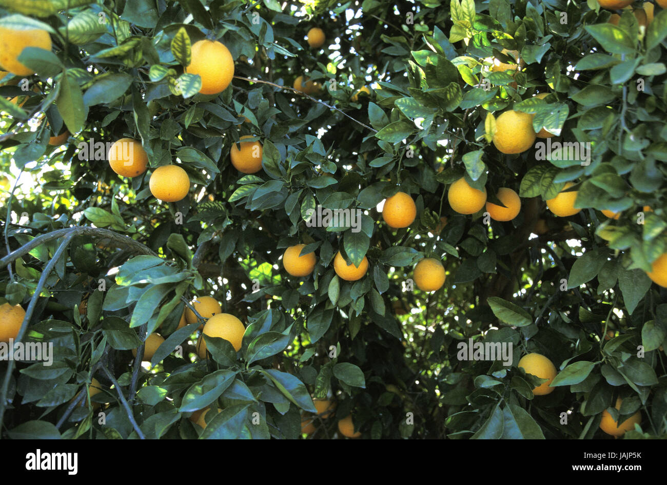 Orange tree,Citrus sinensis,Corsica,France Stock Photo - Alamy