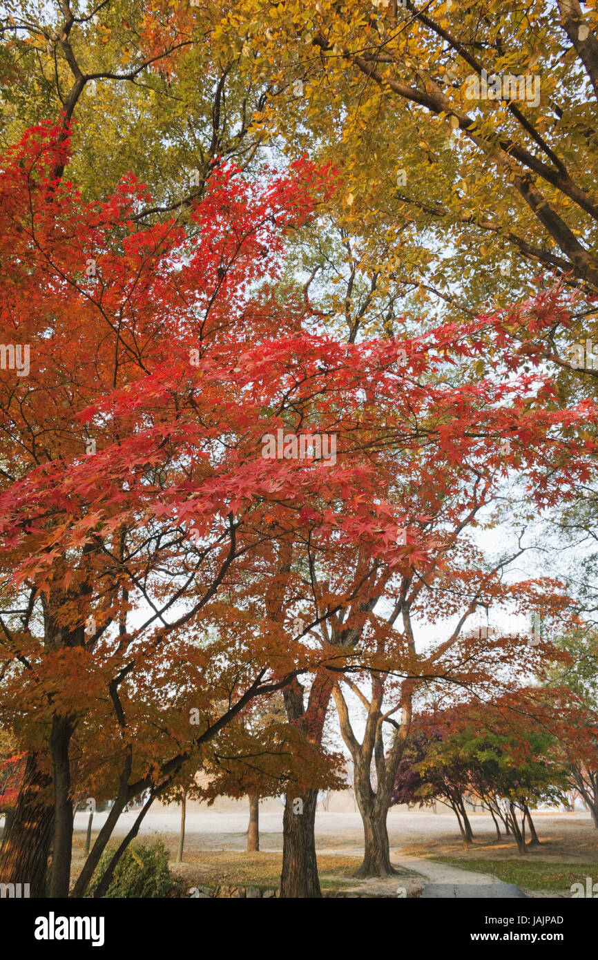 Korea,Gyeongju,Gyerim wood,trees,autumn foliage Stock Photo - Alamy