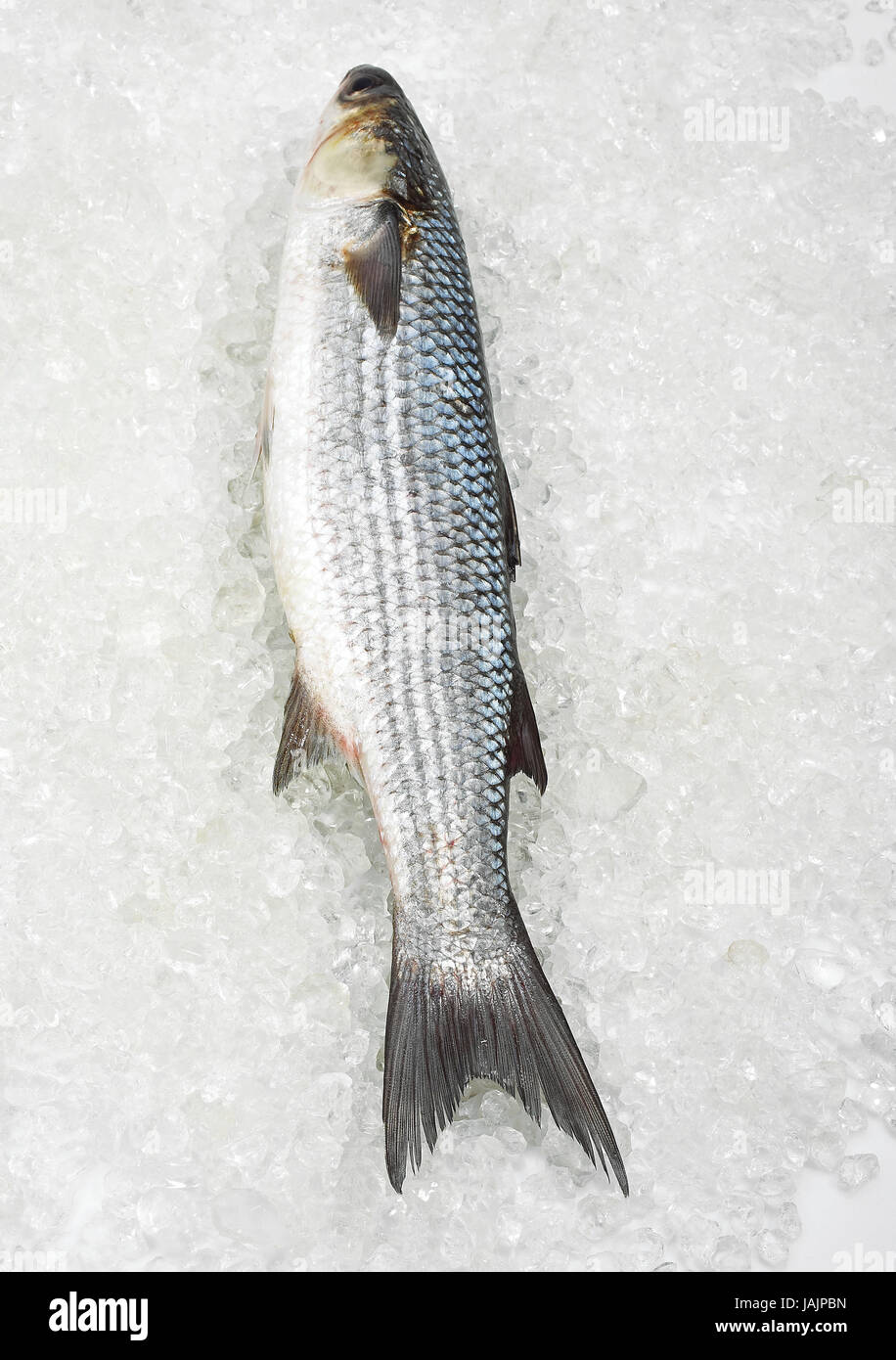 Thick-lipped grey mullet,Chelon labrosus,on E sharp Stock Photo - Alamy