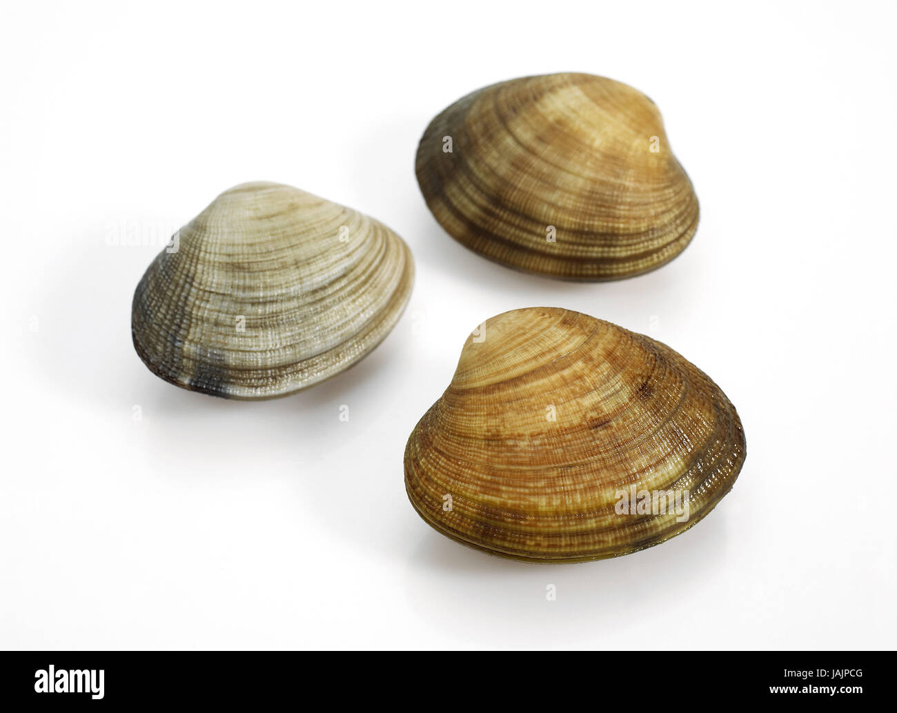 Venus's shells,venerupis sp.,white background Stock Photo - Alamy