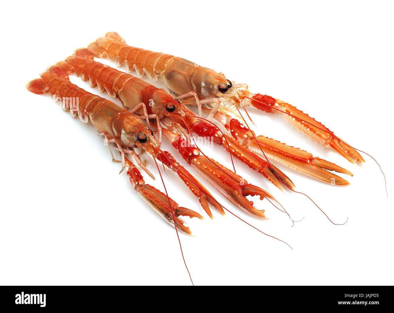 Imperial garnet,Nephrops norvegicus,also imperial lobster,Norwegian ...