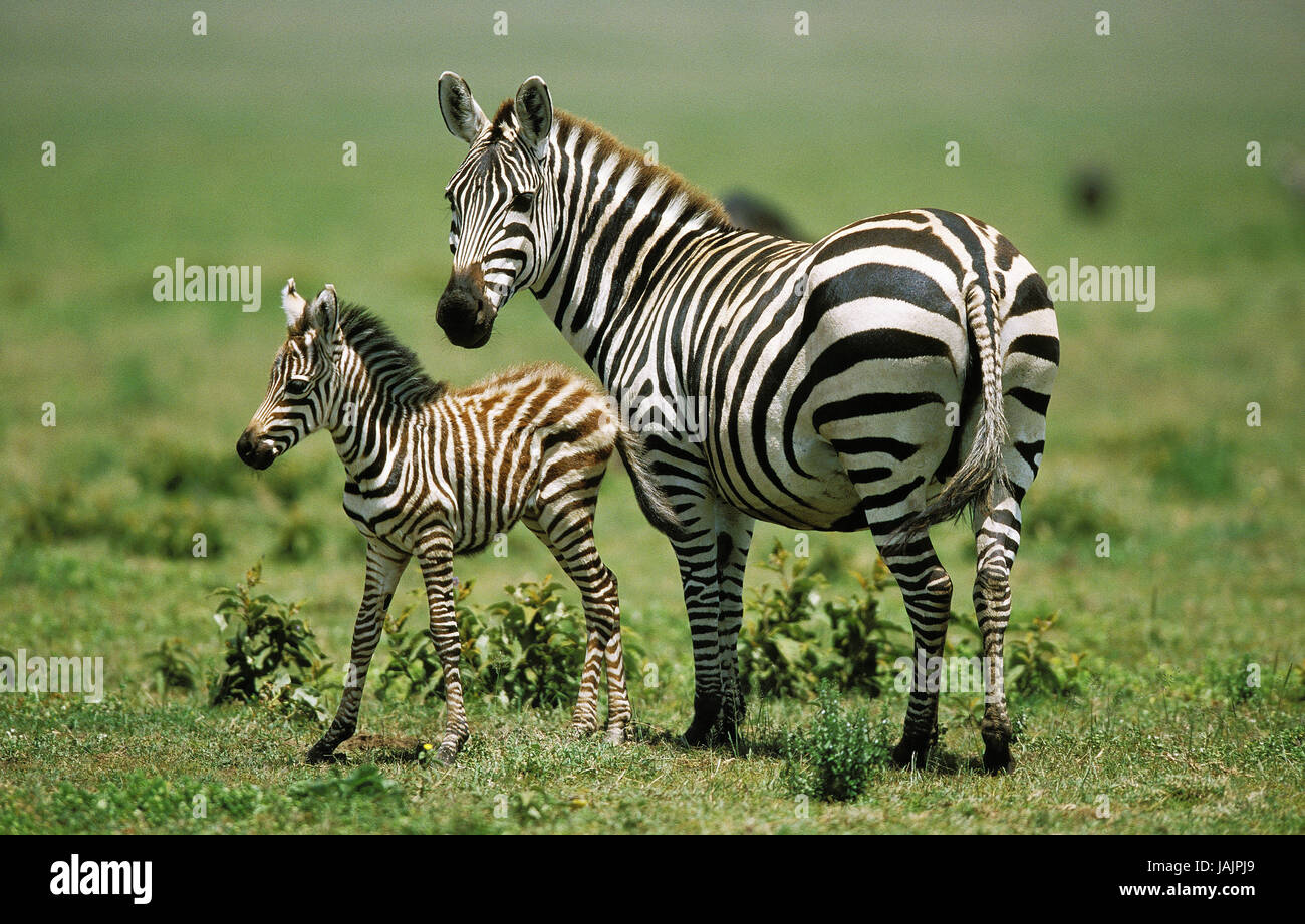 Zebra female not lion hi-res stock photography and images - Alamy