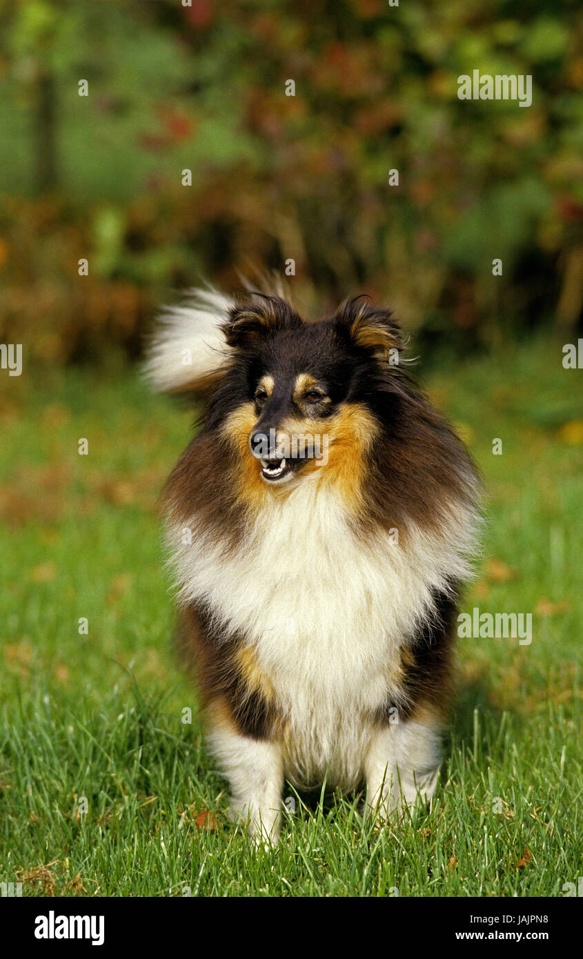 Sheltie hi-res stock photography and images - Alamy