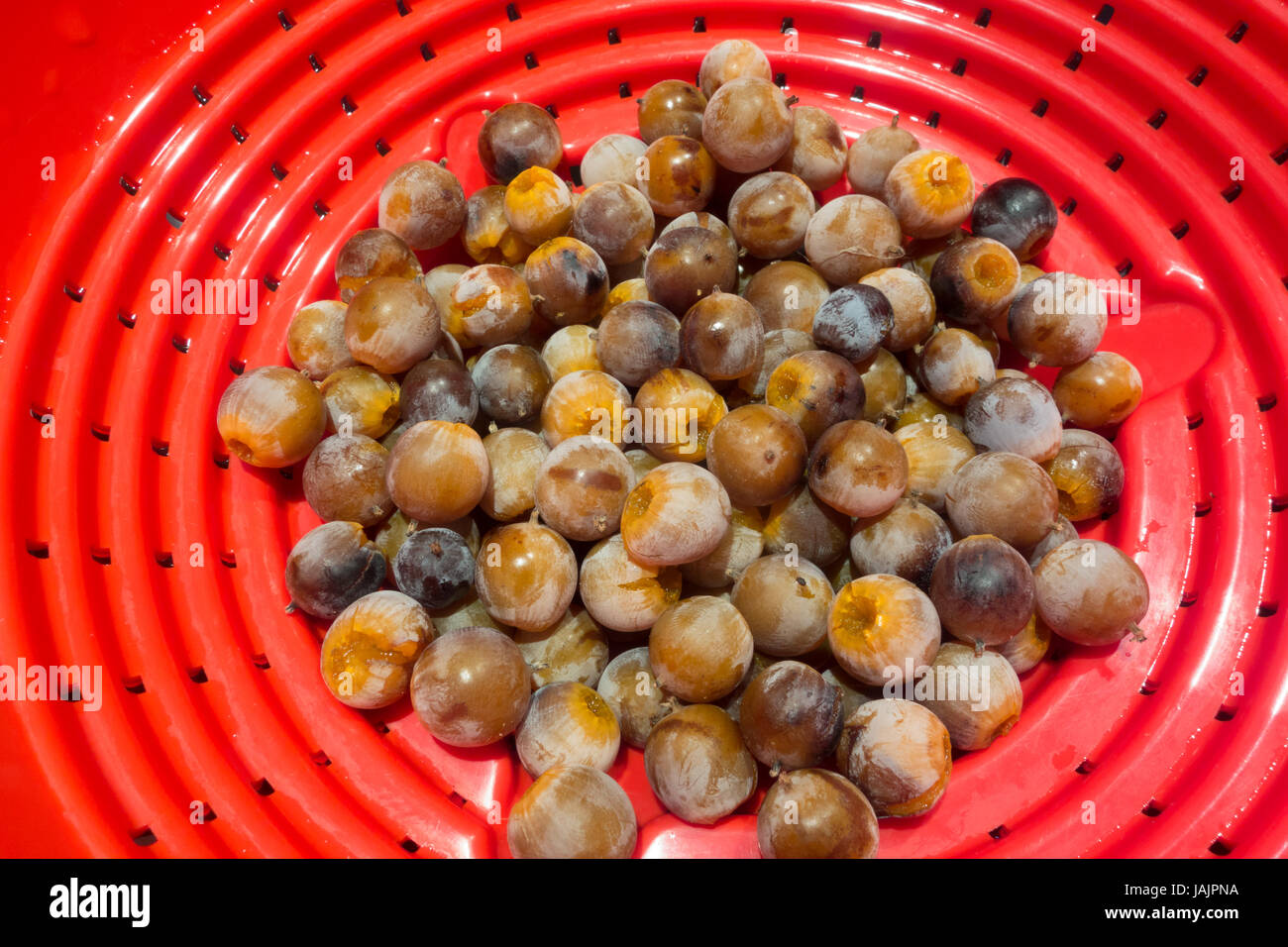 Wild Persimmon fruits closeup Stock Photo - Alamy