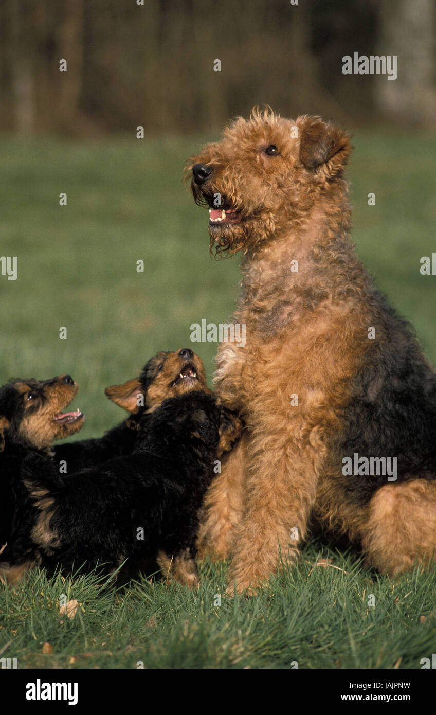 Airedale dogs hi-res stock photography and images - Alamy
