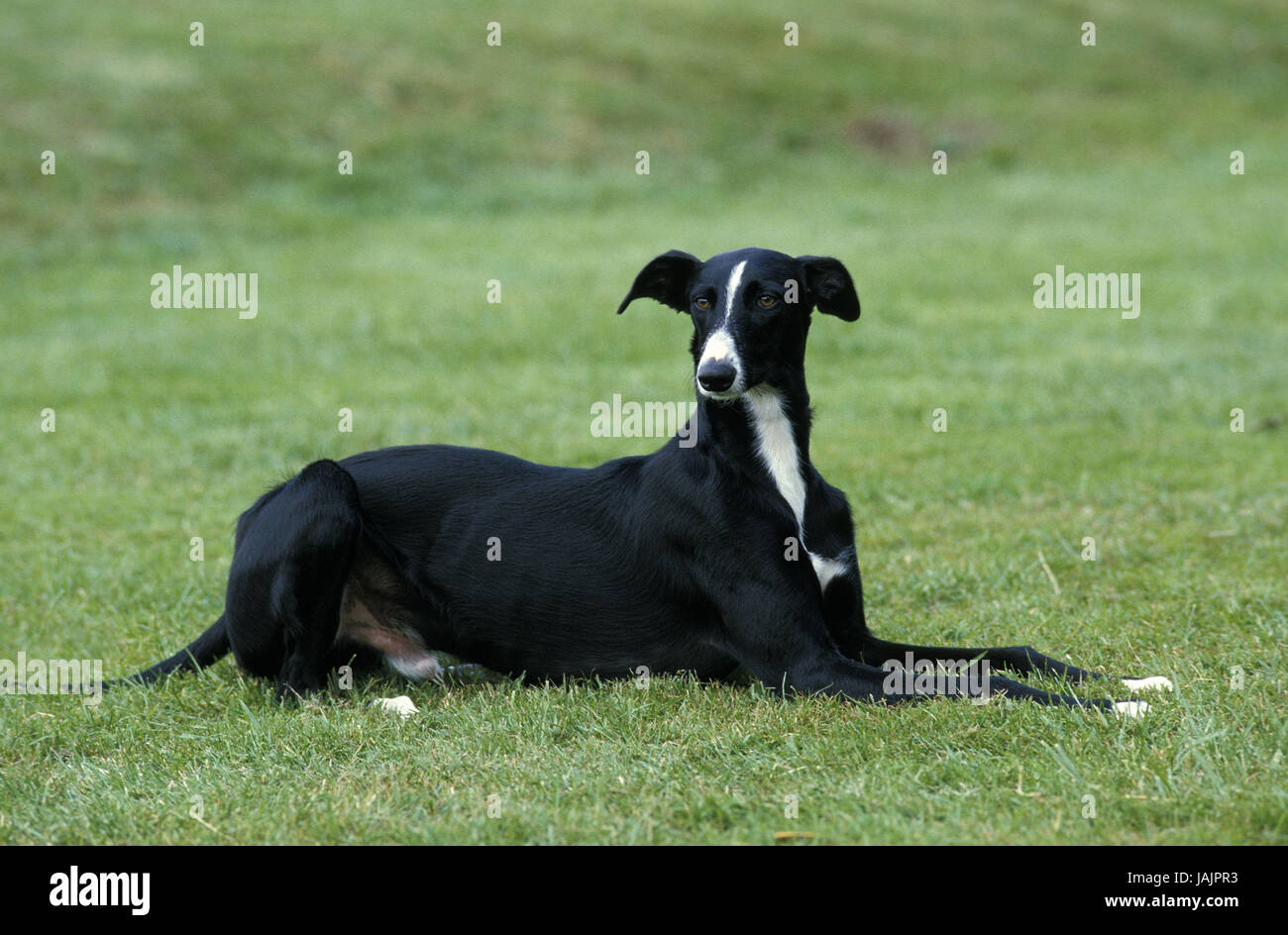 Black white spanish grass hi-res stock photography and images - Alamy