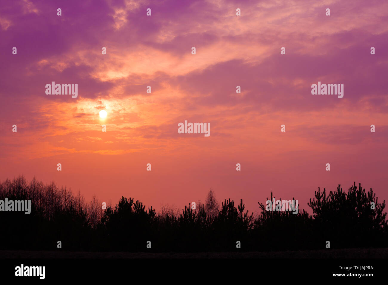 Pink sunset over forest, evening nature, wilderness Stock Photo - Alamy