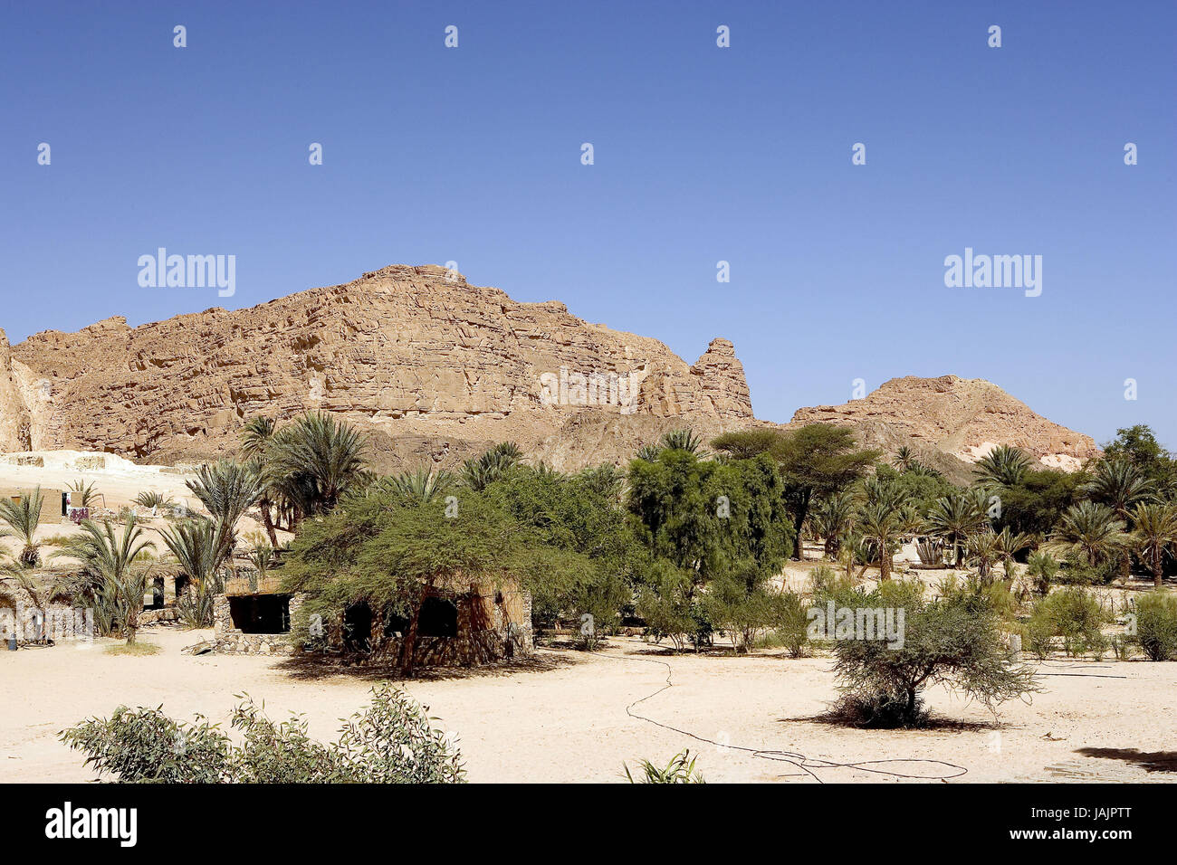 Egypt,Sinai,desert Sinai,area of Nuweiba,oasis Ain Khudra Stock Photo ...