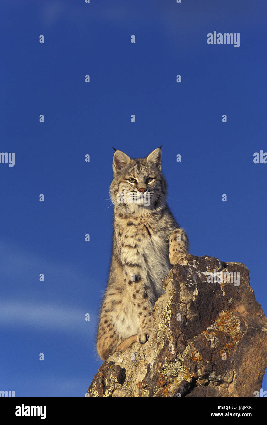 Lynx outline hi-res stock photography and images - Alamy