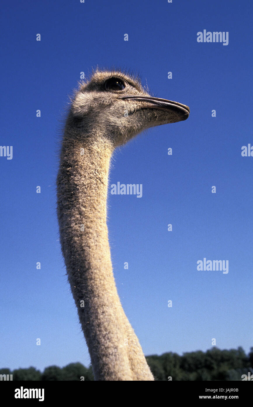 African strauss hi-res stock photography and images - Alamy