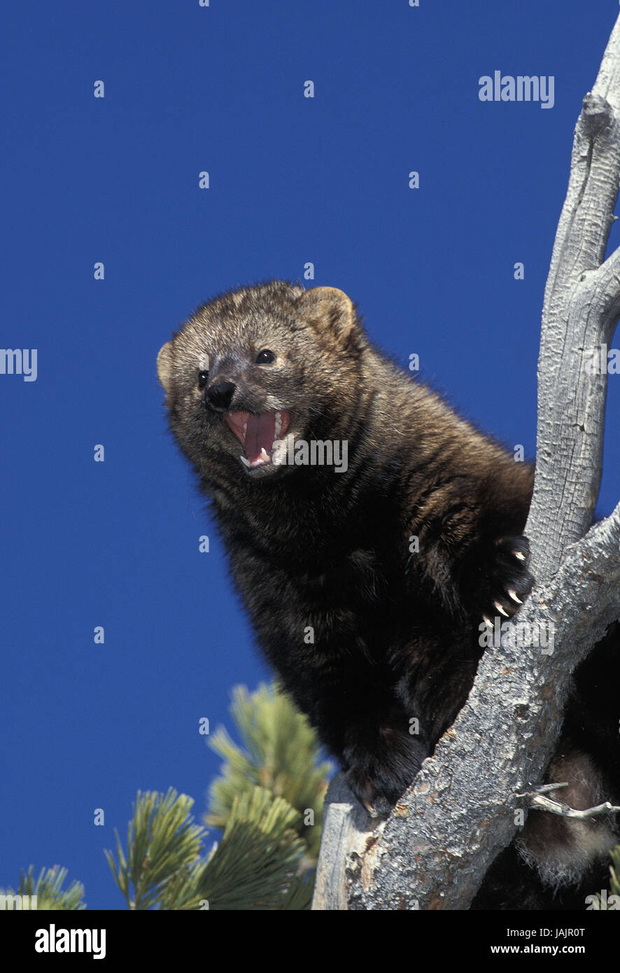 Pekan pennanti hi-res stock photography and images - Alamy