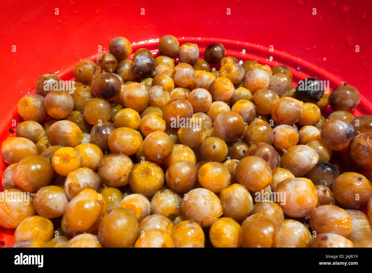 Wild Persimmon fruits closeup Stock Photo - Alamy