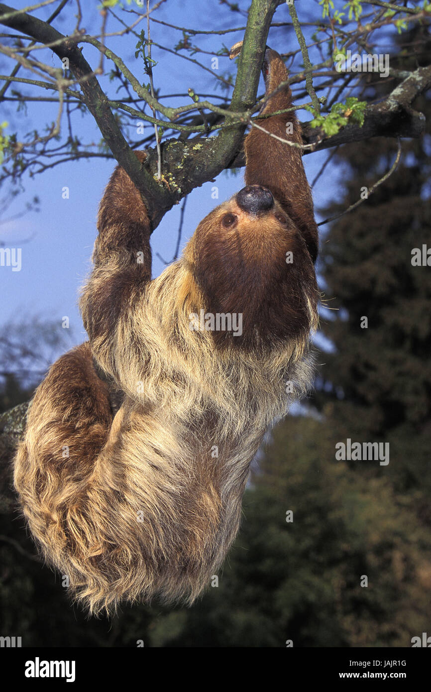 Real 2 finger sloth,Choloepus didactylus,hang,branch Stock Photo - Alamy