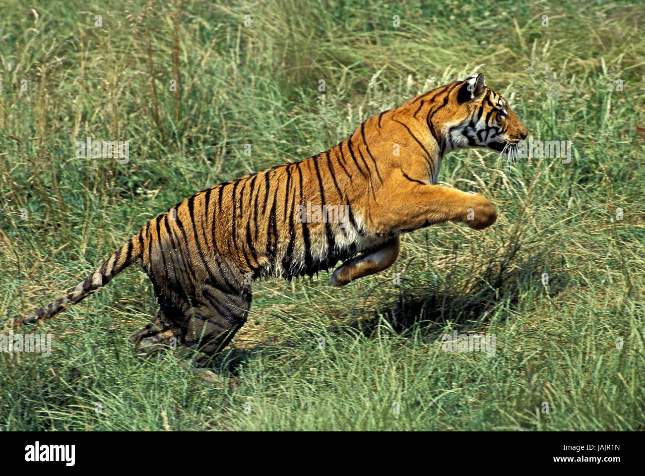 Bengali tiger,Panthera tigris tigris,crack Stock Photo - Alamy