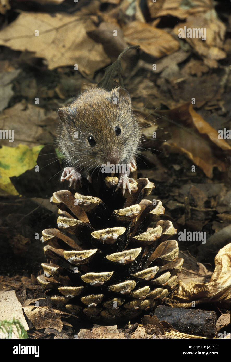 Red chalk mouse,Clethrionomys glareolus,adult animal,pine cone Stock ...