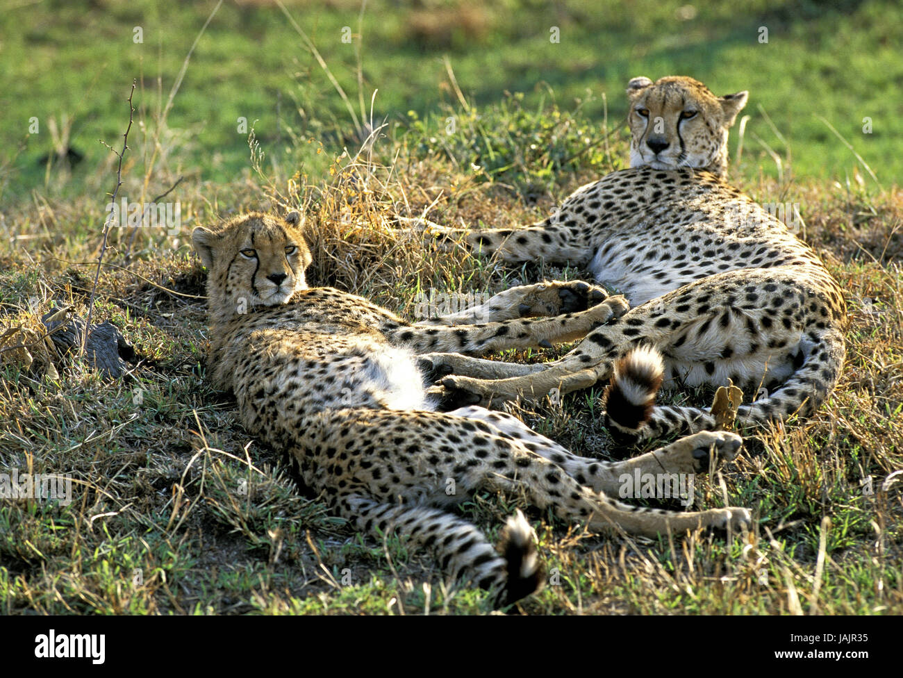 Cheetah,Acinonyx jubatus,adult animals,lie Stock Photo - Alamy