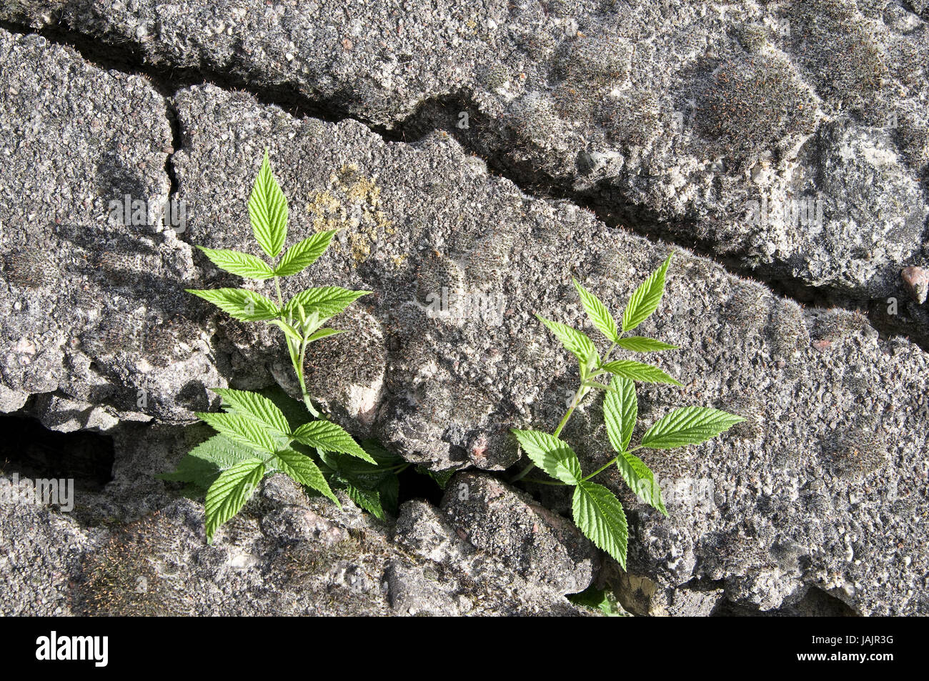 Defensive instincts hi-res stock photography and images - Alamy